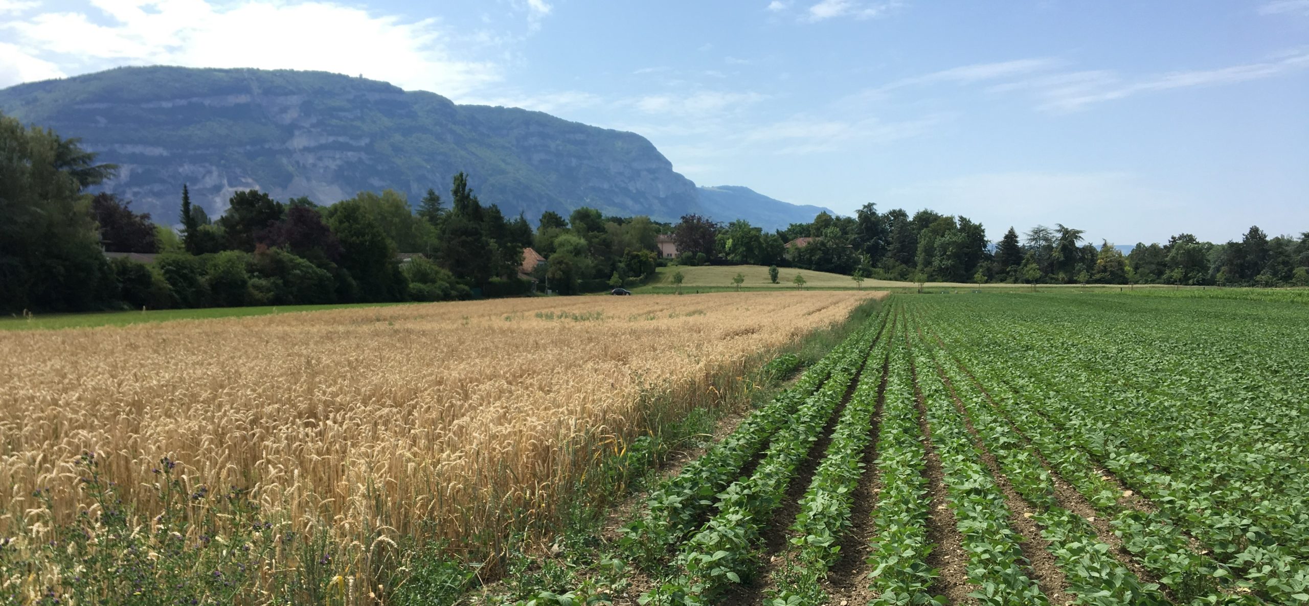 Geregelte Fruchtfolge - Agripedia