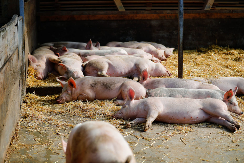 Tierhaltung - Agripedia