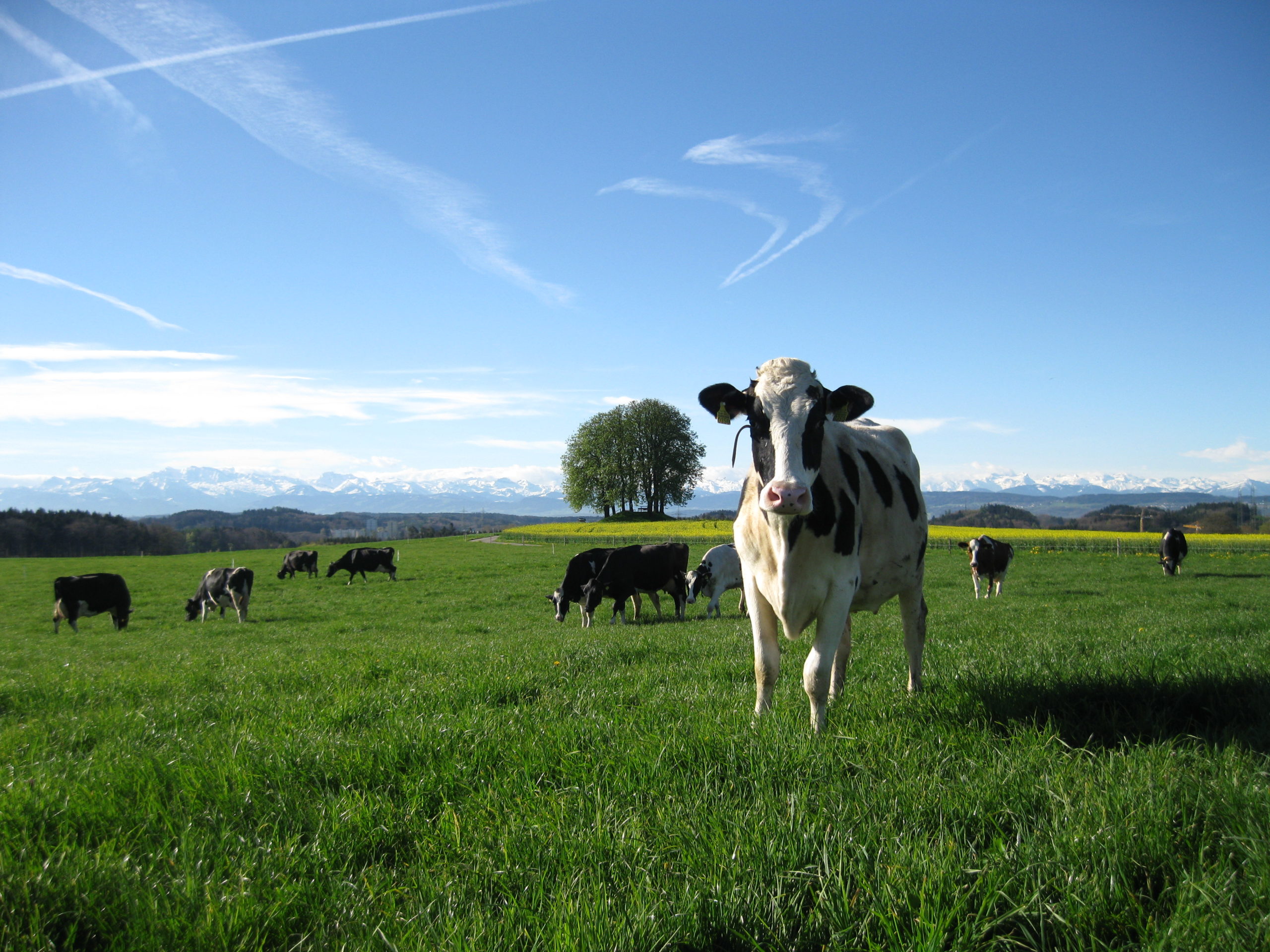 Direktzahlungen - Agripedia