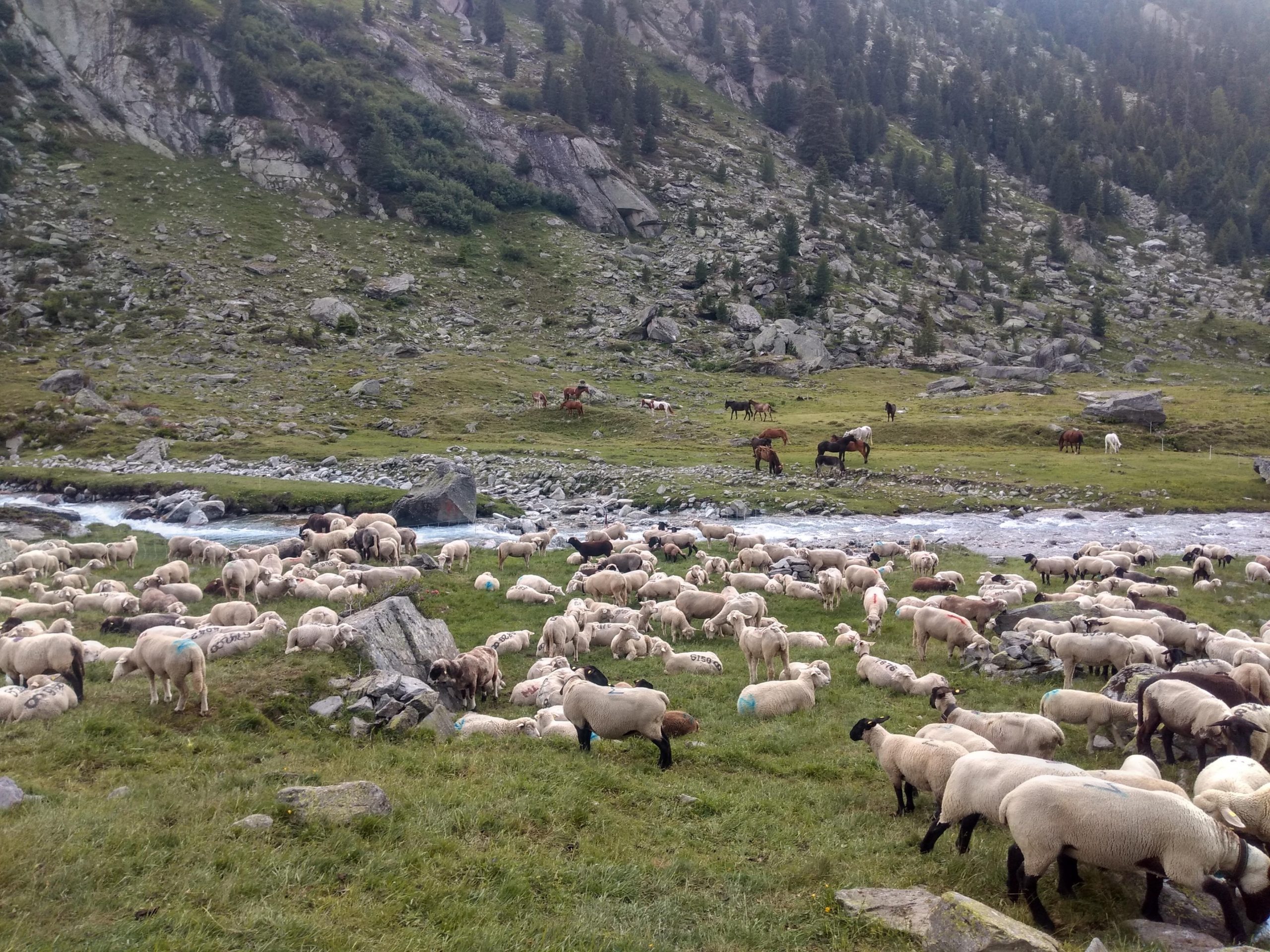Tierarten und -rassen auf der Alp - Agripedia