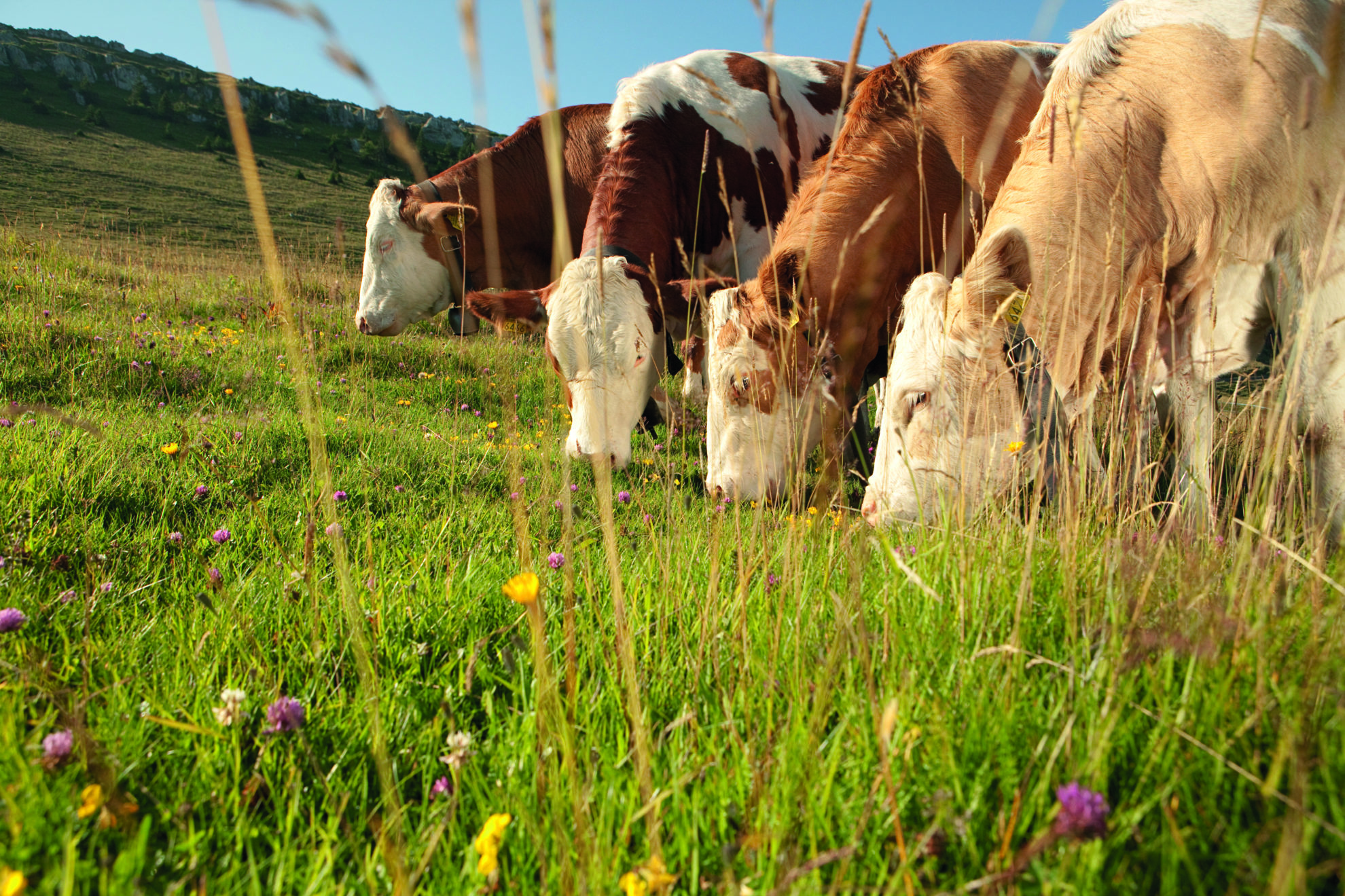 La filière viande bovine - Agripedia