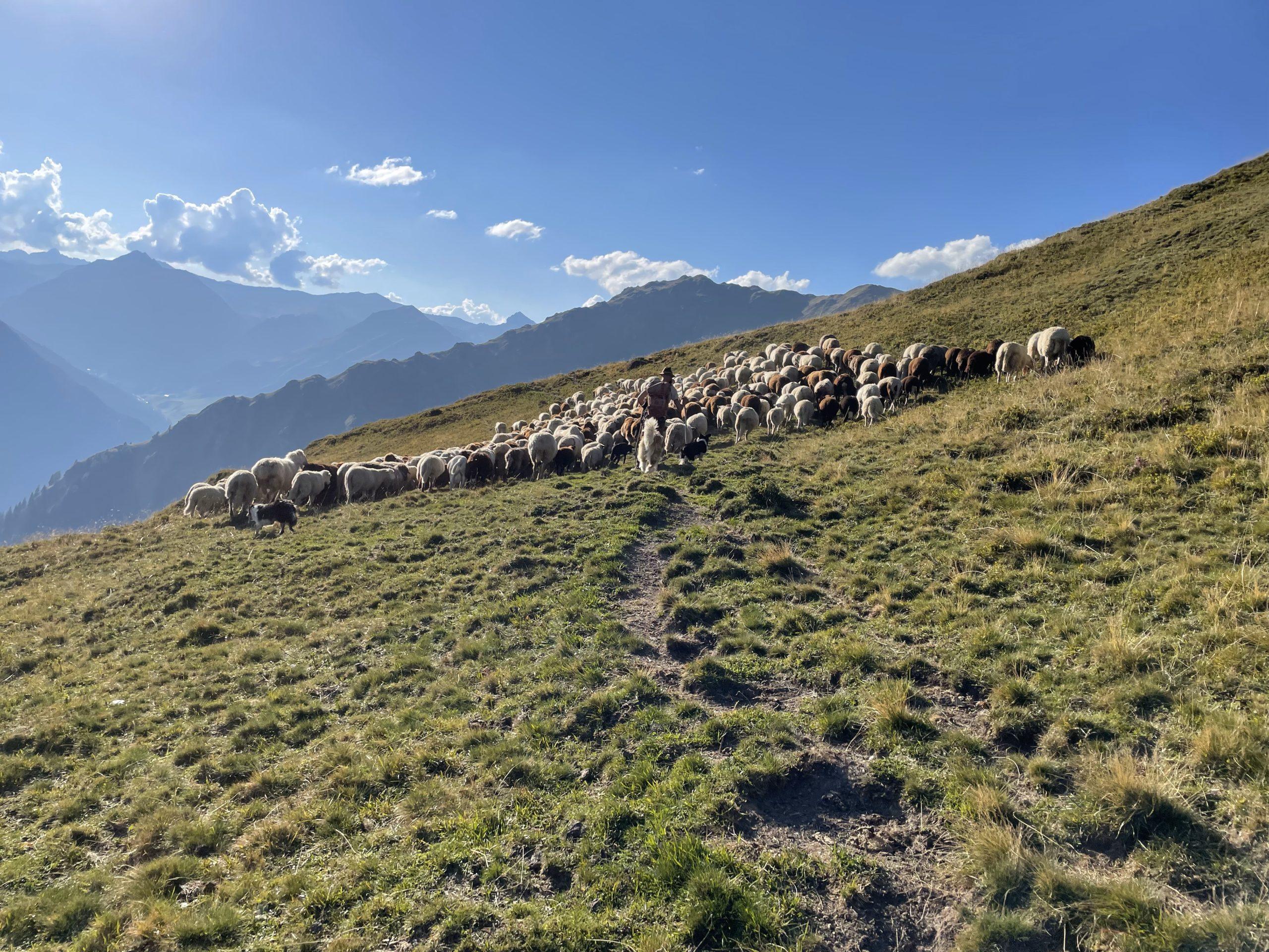 Hirtenarbeit - Agripedia