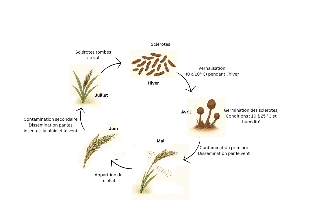 Ergot des céréales – Agripedia